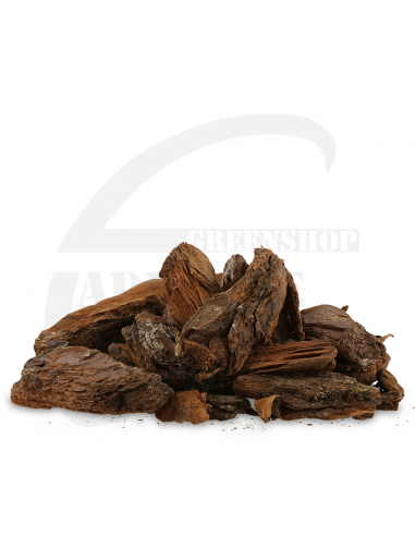 Pinus maritima makkelijk en snel online bestellen! Advance Greenshop